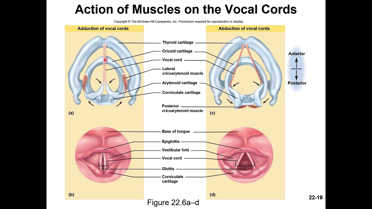 Chapter 22 The Respiratory System MicroLecture 1 Structure and Function