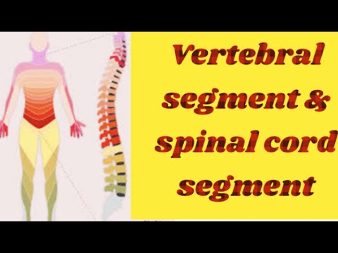 Spinal cord segment level Vs vertebral segment level