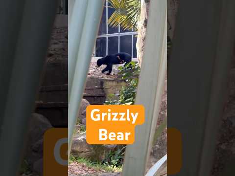 Grizzly bear #zoo #animals #zooanimals #trendingshorts #trending #shorts #india #indian #iraq #viral