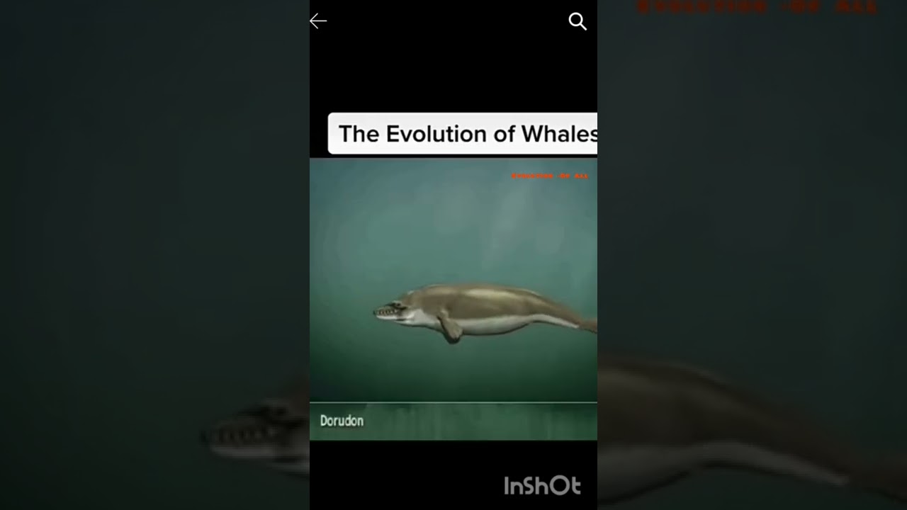 Evolution -Of Whale##Evolution-Of All##
