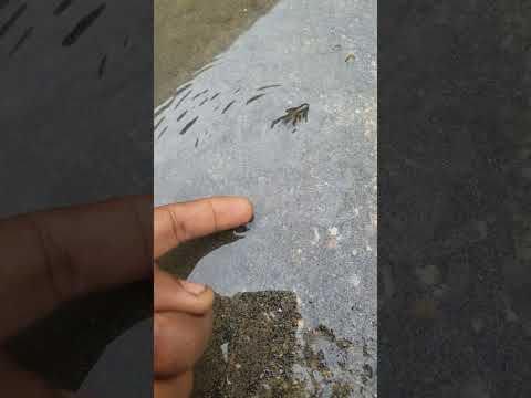 Legged Tadpole Tailed Frog
