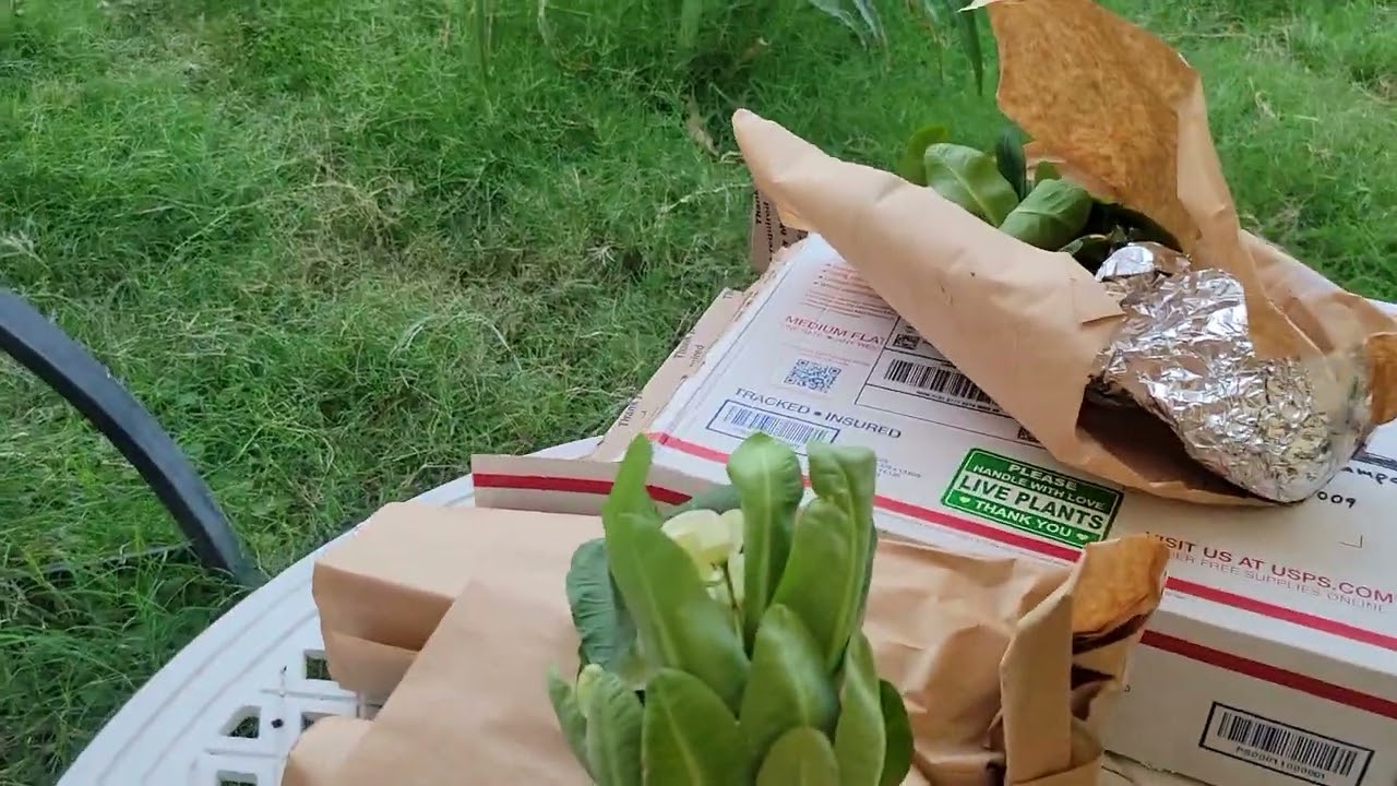 Cajita feliz del jardin de Marcela Medina, y me gane dos plantas presiosas