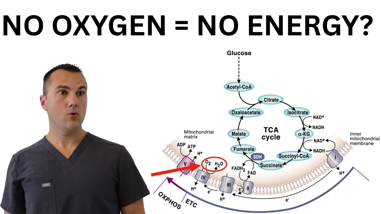 OXPHOS: The MOST Important System in YOUR Mitochondria