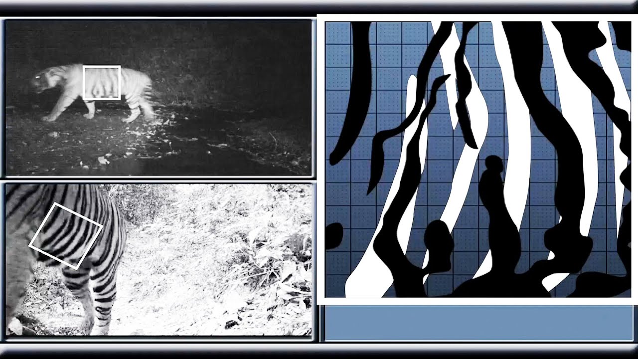 All Tiger Stripes Are Different | Expedition Tiger | BBC Earth