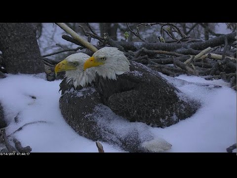 Intrepid eagles warm their eggs in a storm – Why Evolution Is True