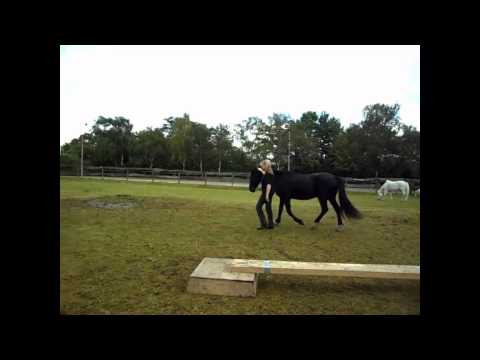 Balanceakte auf der Weide mit dem Weltbesten Pony