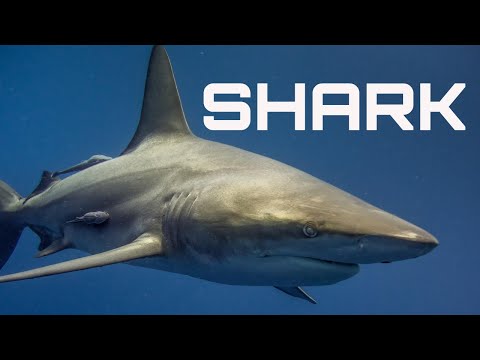 SHARKS: Amazing Ocean Predators!