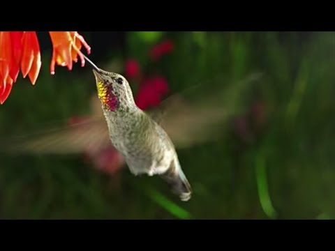 6 Flowers That Attract Hummingbirds to Your Garden | Southern Living