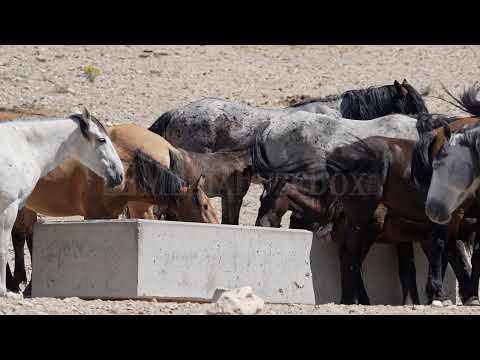 Stock Video - Wild horses drinking from a man made water hole in the desert
