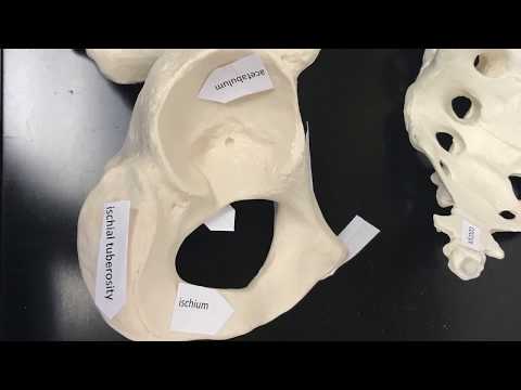CCC Online Biology Lab - Bones of the pelvis and lower appendage, Labeled and unlabeled.