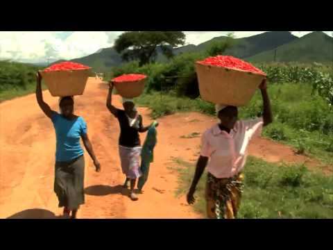 A hot commercial success: growing chilli in the eastern highlands ...