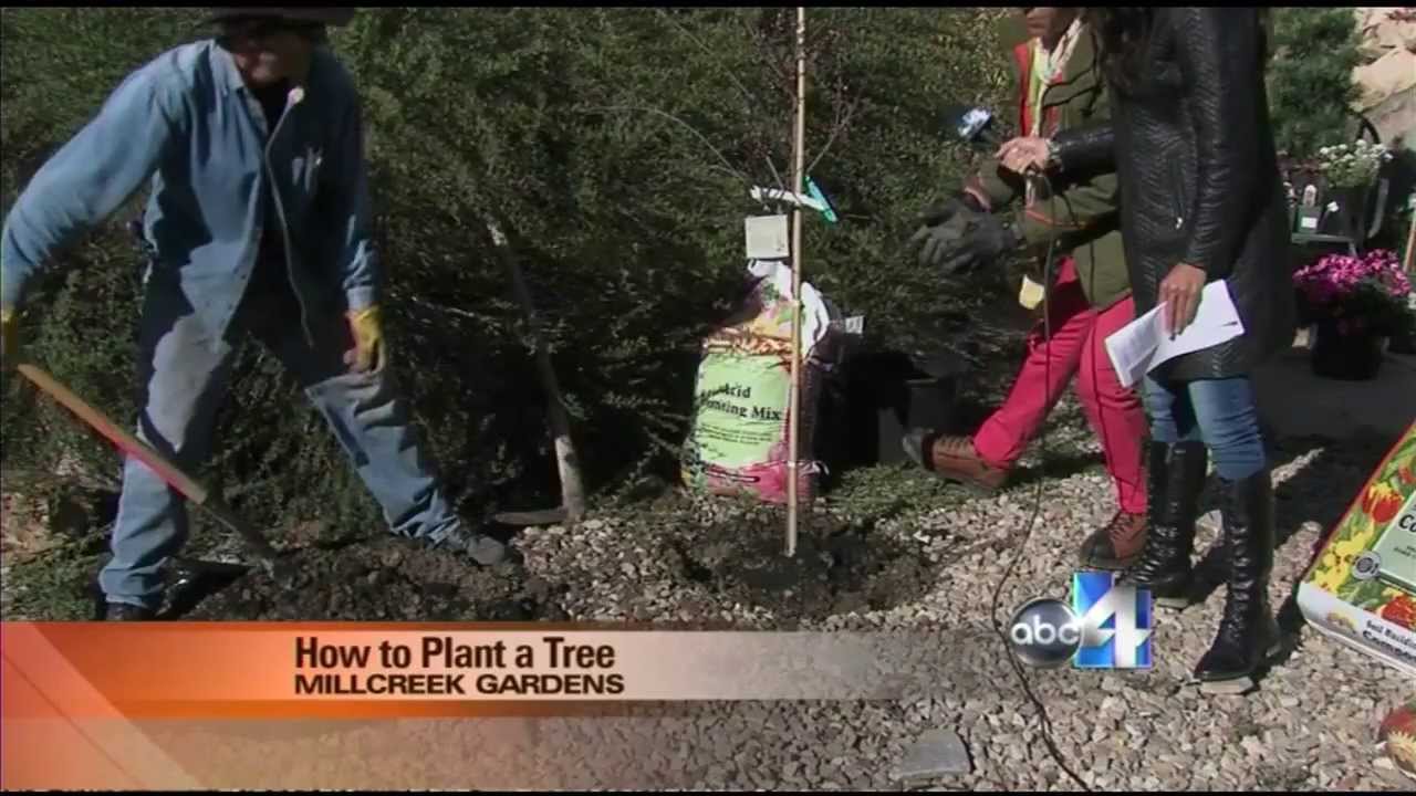 How to Plant a Tree Salt Lake City Utah