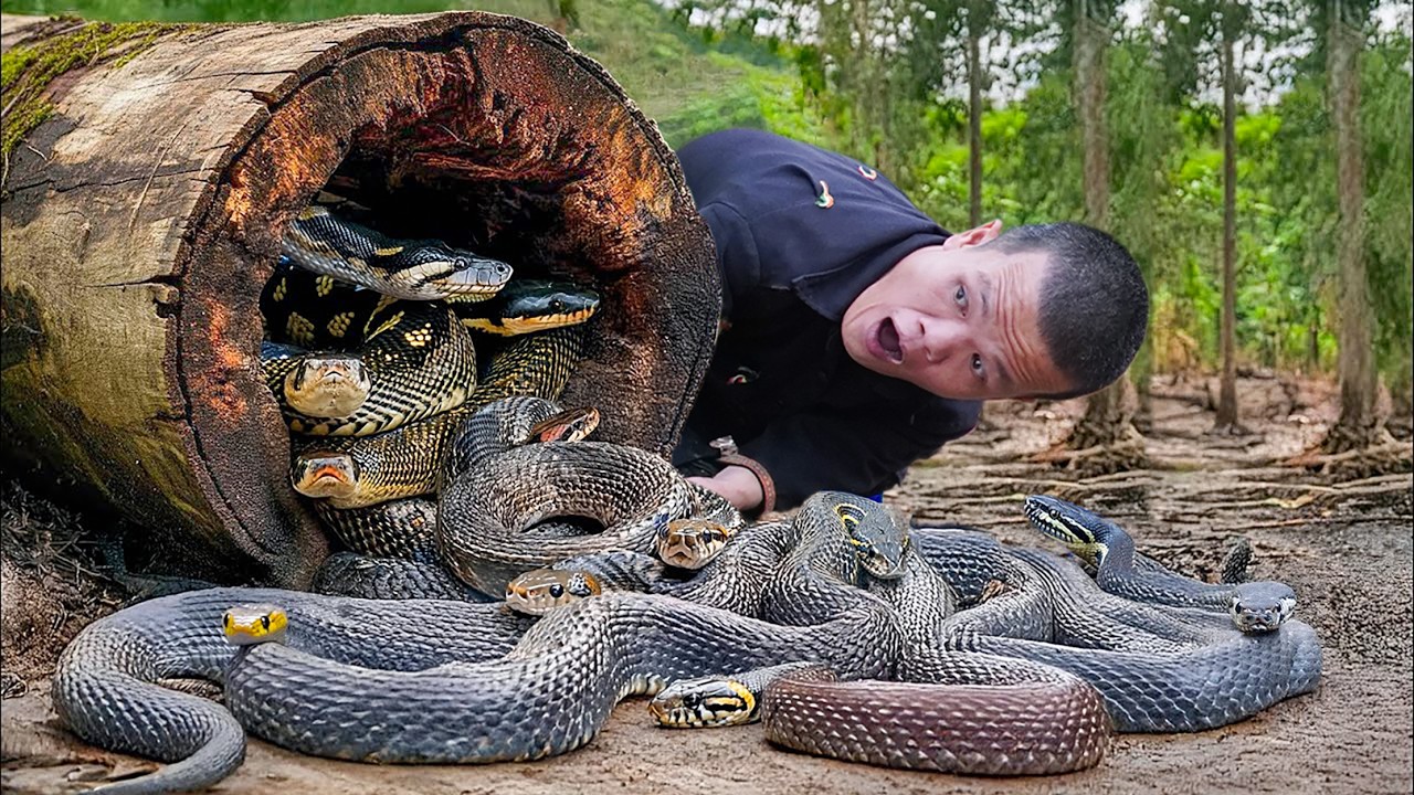 Dwarf Family Hunts Snakes and Python - Dwarfs' Amazing Snake and Python Catching Skills