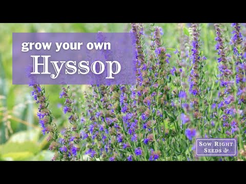 Sow Right Seeds | Hyssop