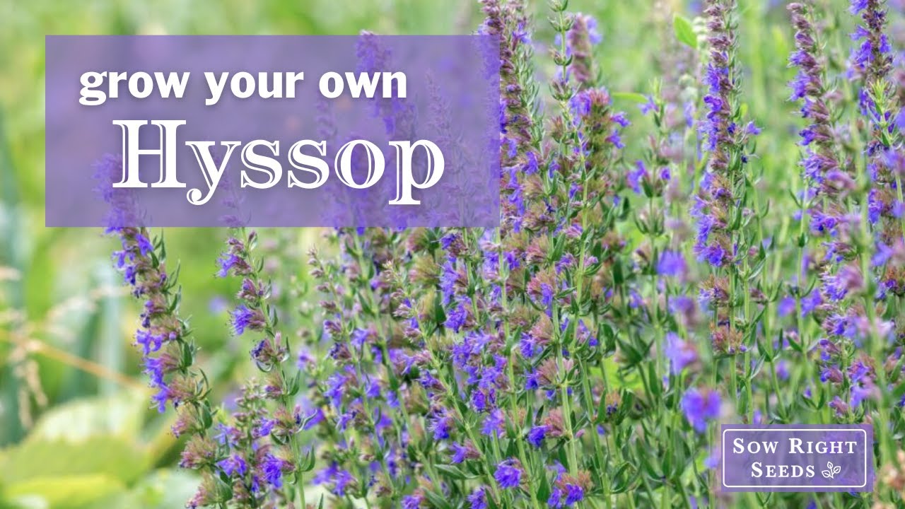 Sow Right Seeds | Hyssop