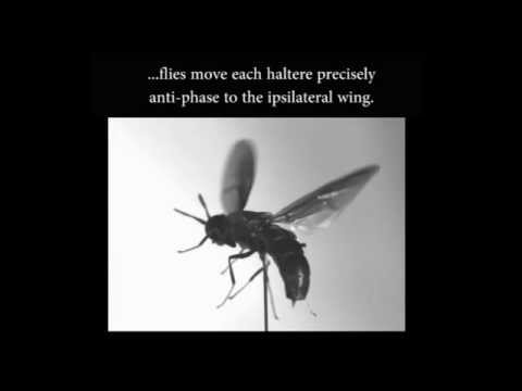Mechanical Model of the Dipteran thorax