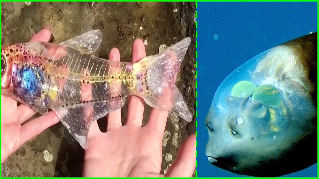 40 Amazing Cute Transparent Animals in the world.