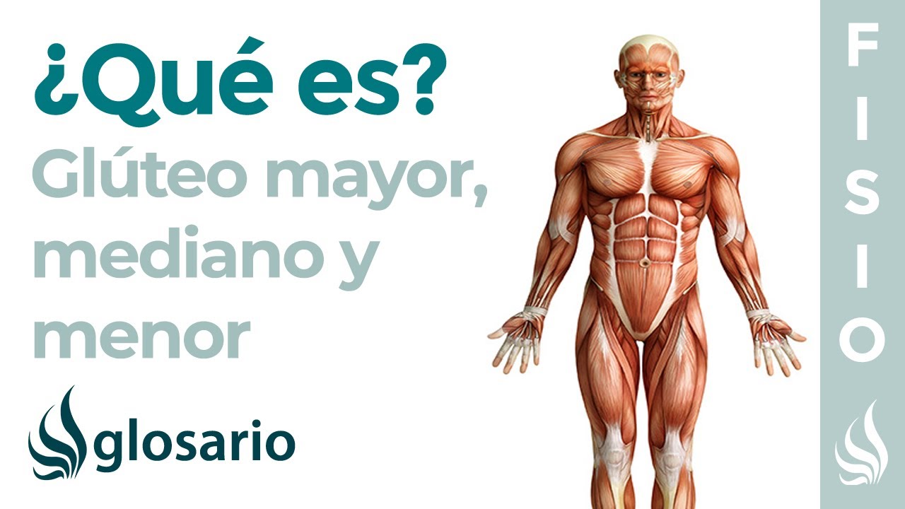 Músculos GLÚTEOS | Qué son, función, origen, inserción, inervación y lesiones