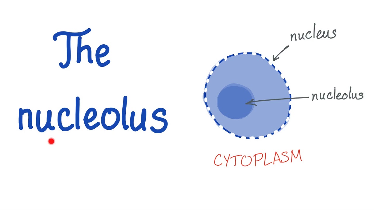 The Nucleolus (the small nucleus) - Cell Biology & Physiology