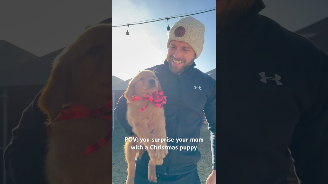 POV: you surprise your mom with a puppy for Christmas #goldenretriever #christmas #puppy #dogs #fyp