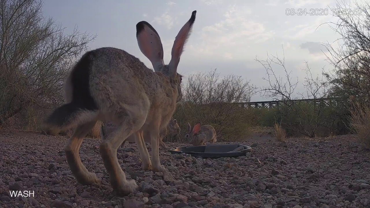 Why They're Called Black-Tailed Jackrabbits!