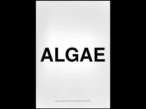 HOW TO PRONOUNCE ALGAE