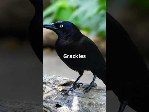 3 Amazing Facts About the Common Grackle! #BirdFacts #WildlifeWonder #NatureLovers