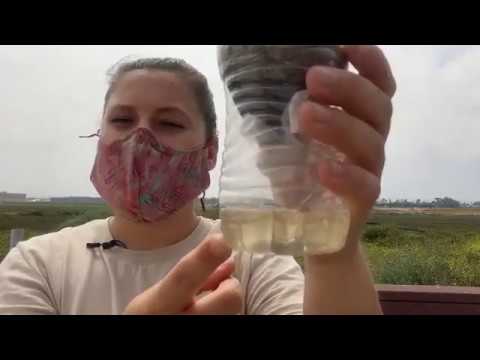 Why Are Marshes So Essential to Ecosystems?