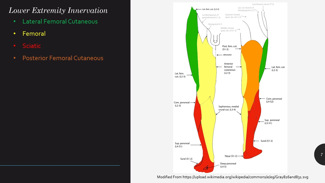 Lower Extremity Nerve Blocks Keyword Review - (Dr. Holzberger)