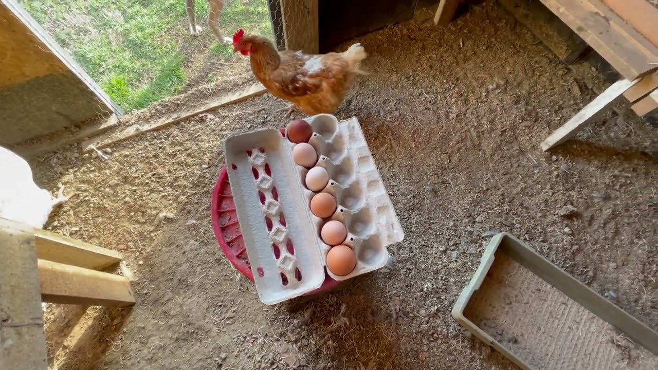 Incubating Chicken Eggs Step One: Collecting The Eggs