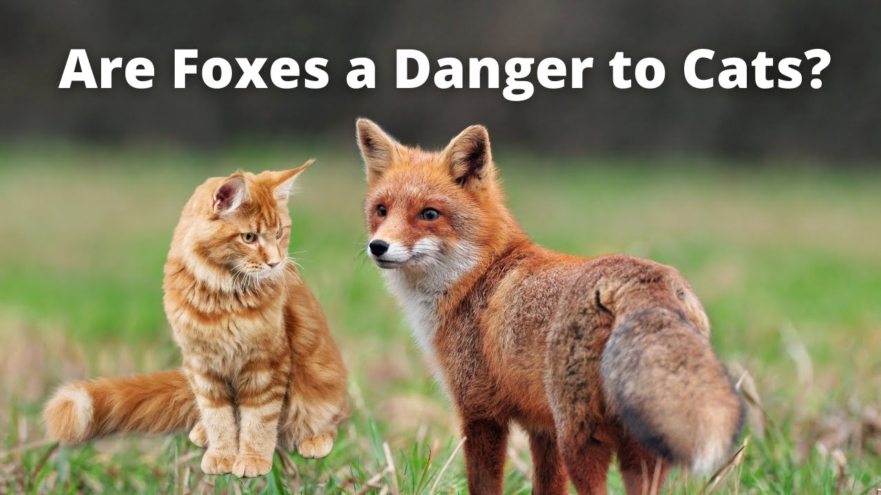 Are Foxes a Danger to Cats?