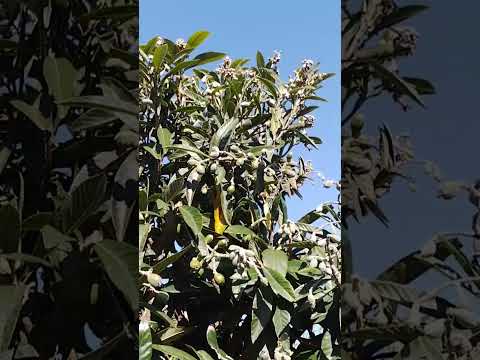 All about loquats