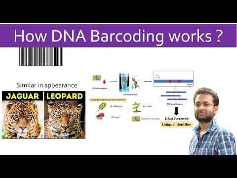 What is DNA Barcoding? How it works? Importance and applicaitons