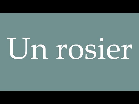 How to Pronounce ''Un rosier'' (A rosebush) Correctly in French