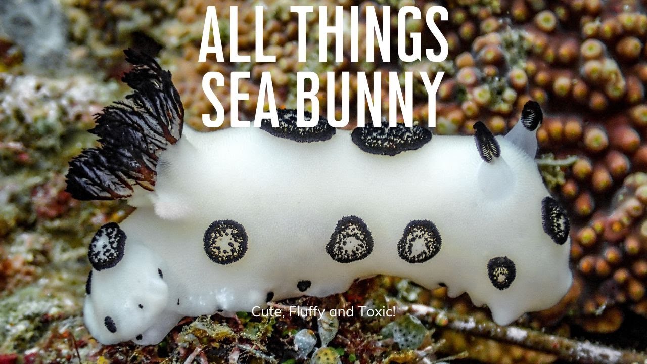 All Things Sea Bunny - The World’s Cutest Nudibranch