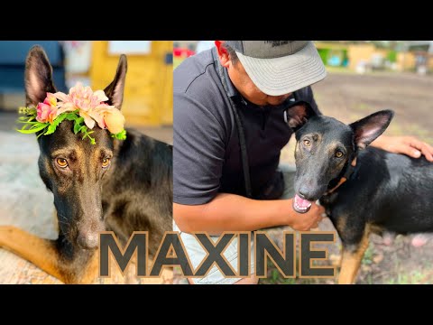 Dog for adoption - Maxine Marigold Loyal Lover, a German Shepherd Dog ...