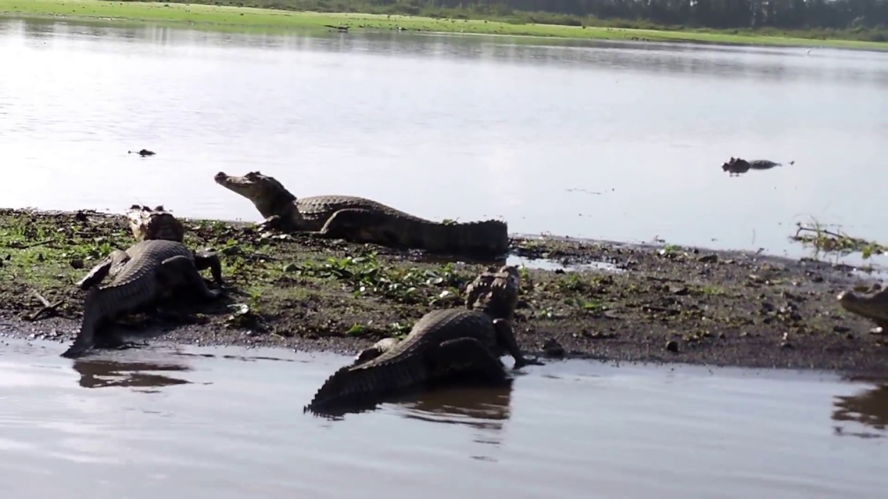 Spectacled Caiman with crocs
