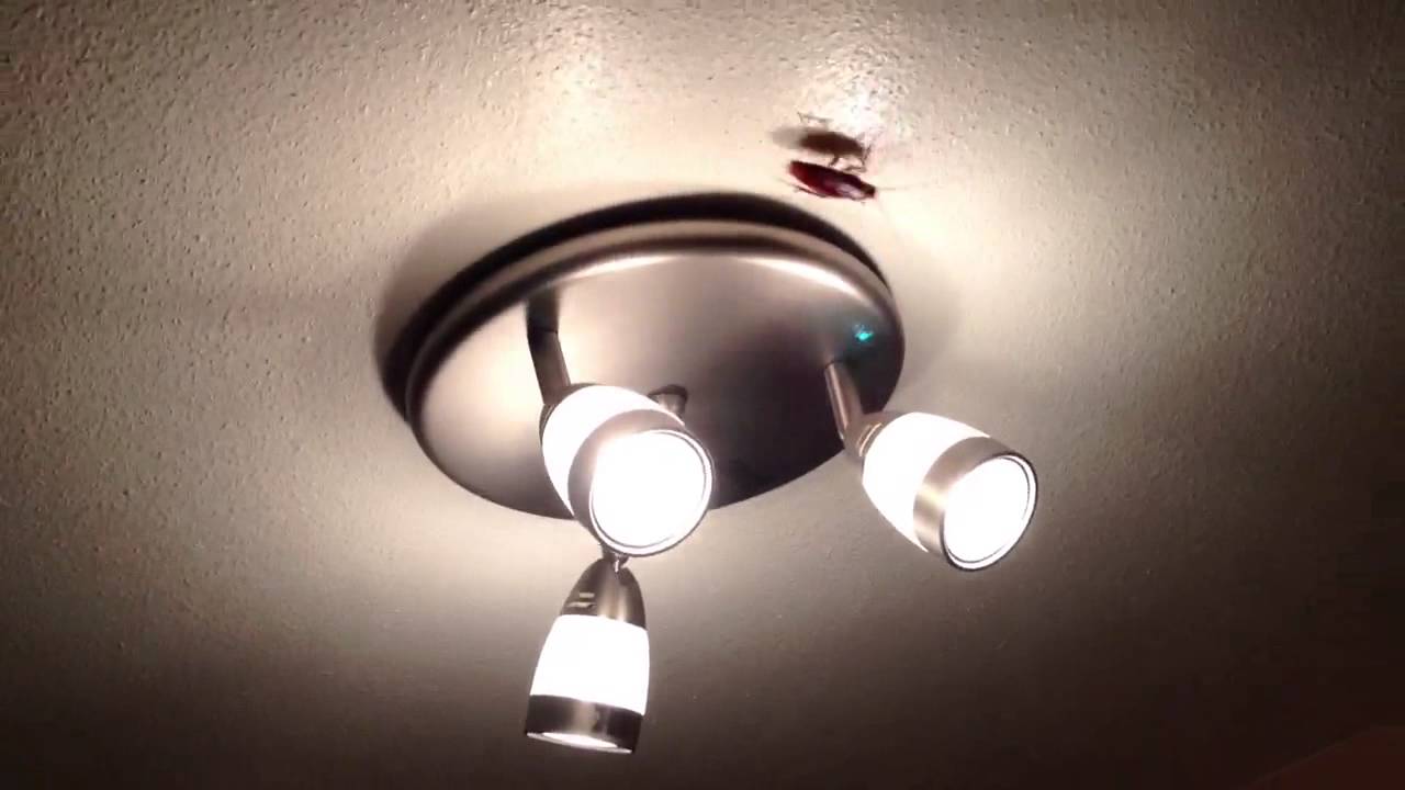 Huge Flying Cockroach