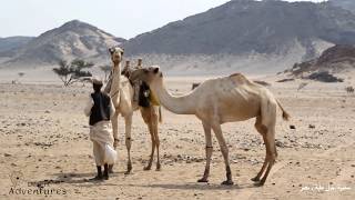 Gabal Elba National Park and Marine Reserve: 10 Things to Do in Egypt's ...