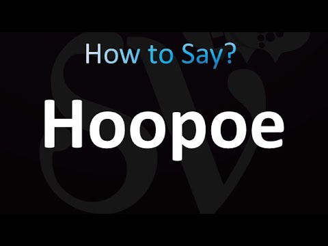 How to Pronounce Hoopoe (correctly!)