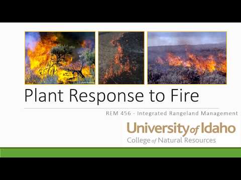 Plant Response to Fire