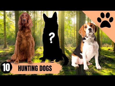 Top 10 Hunting dogs