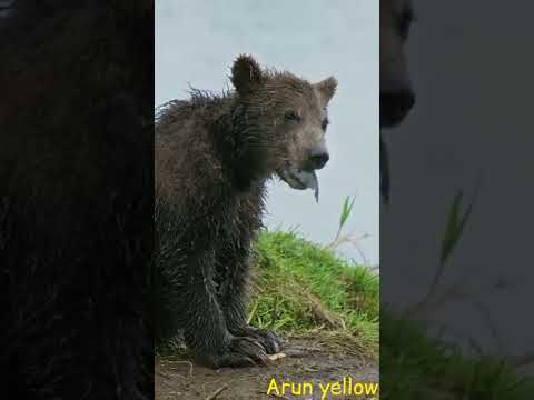 Bear 🐻 | Information | Tamil | Shorts | Arun
