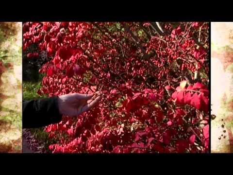 Euonymus Plants