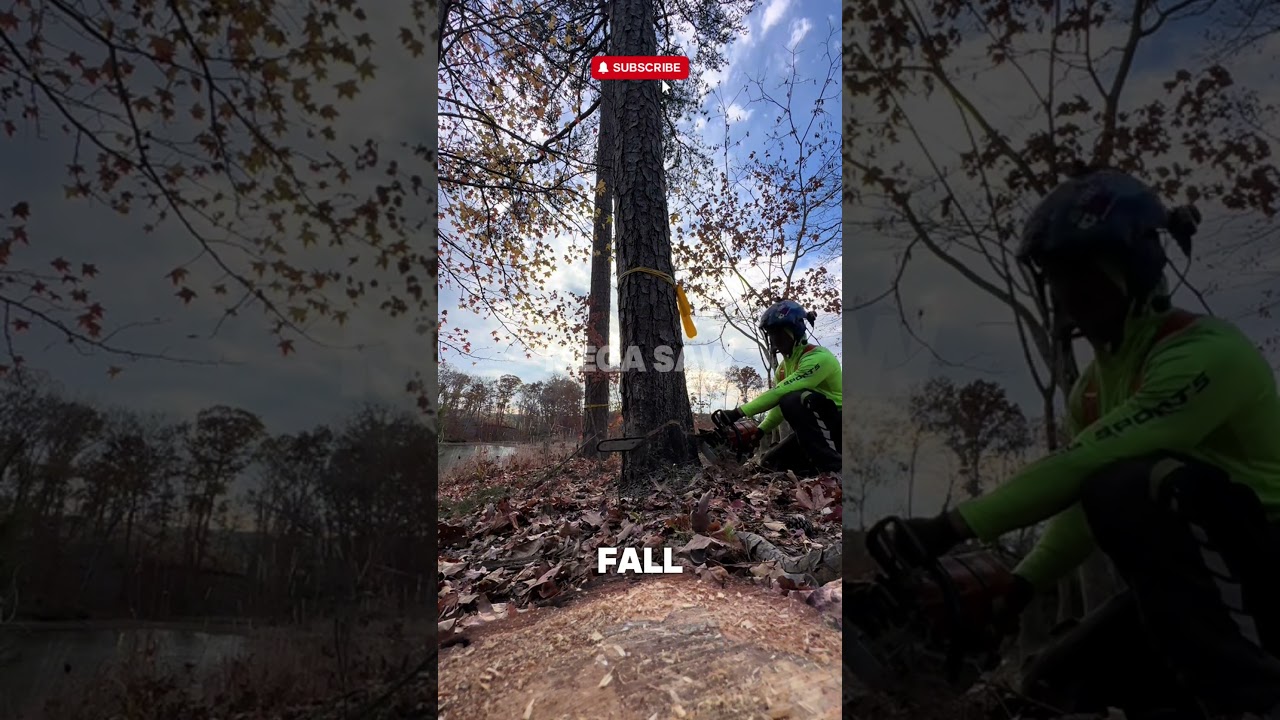 Professional Pine Tree Felling: Safe & Efficient Tree Removal Techniques