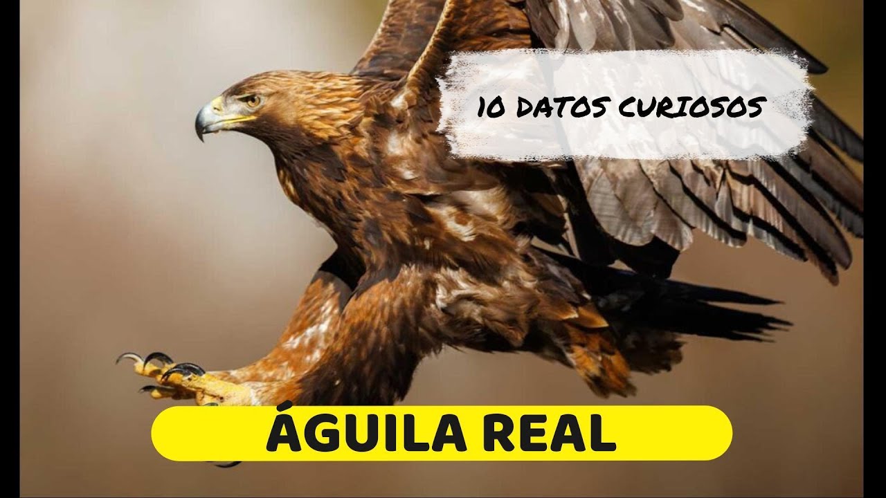 10 Datos Curiosos sobre el ÁGUILA REAL MEXICANA
