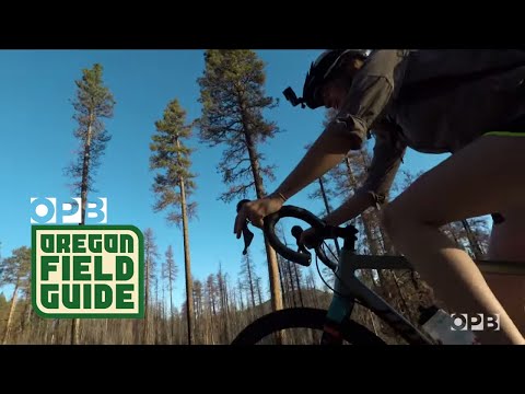 Tour An Only-In-Oregon Highway Where Bikes Rule The Road | Oregon Field Guide