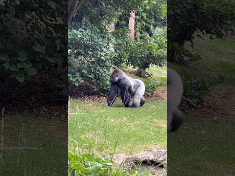 Gorillas are great problem solvers