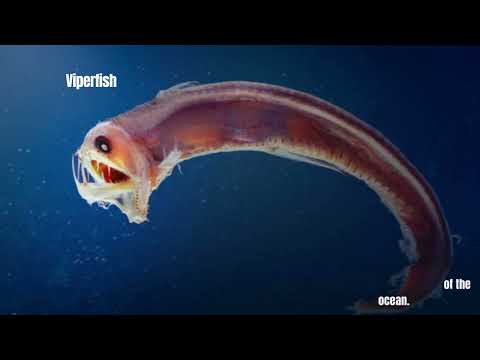 Animals That Start With V 20 Vibrant Animals