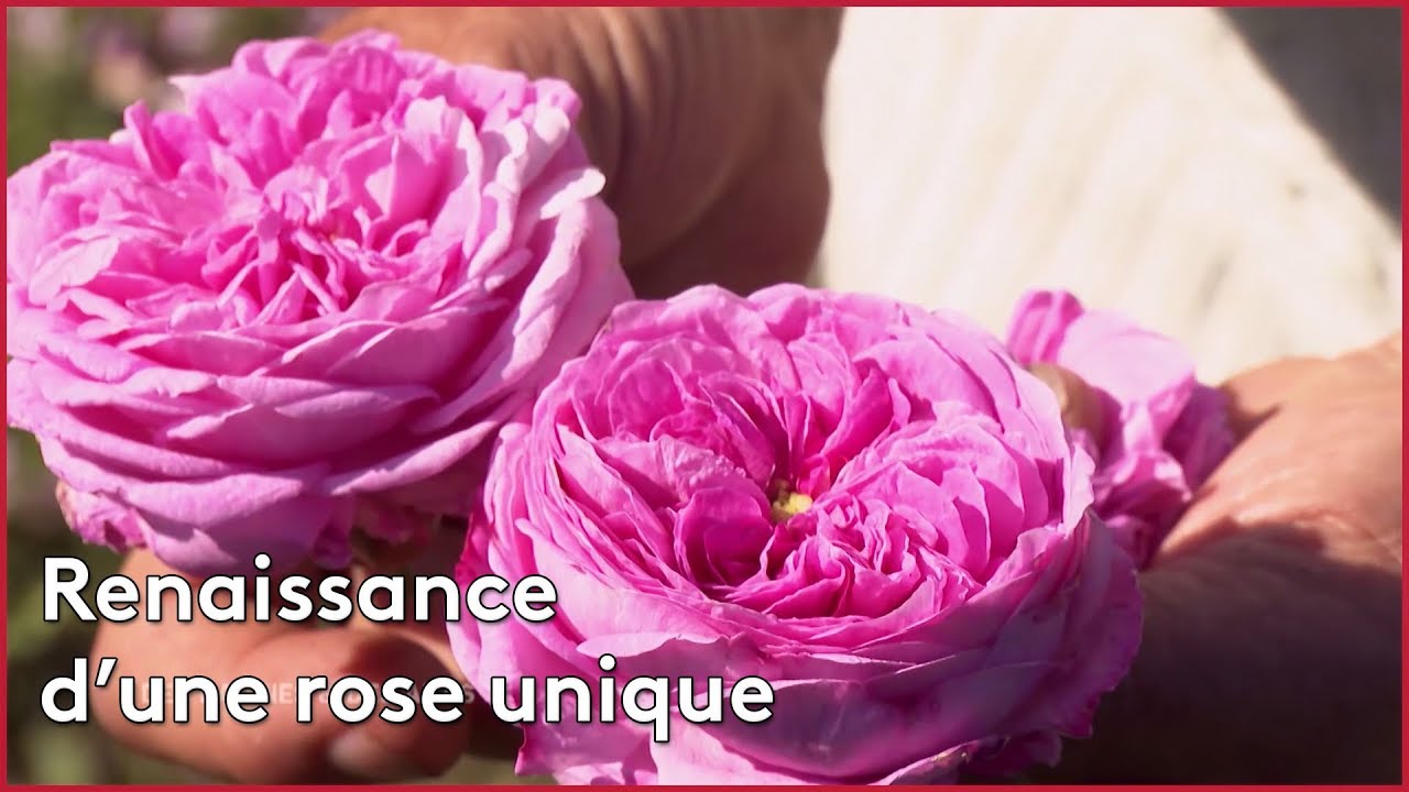 Documentaire | Renaissance d’une rose unique